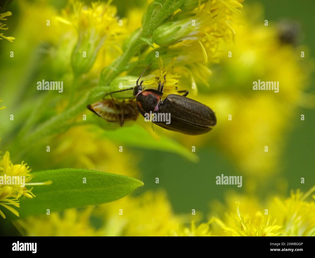 Winter Firefly (Ellychnia corrusca) Insecta Stock Photo - Alamy