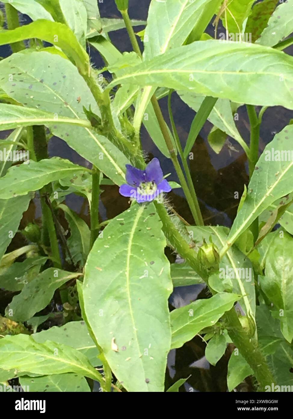 Waterpod (Hydrolea quadrivalvis) Plantae Stock Photo - Alamy