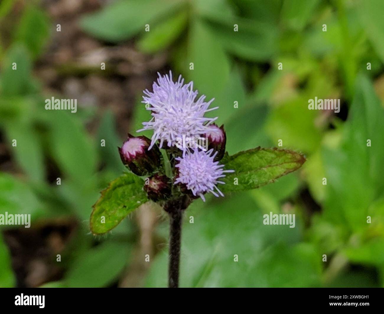 billygoat weed (Ageratum conyzoides) Plantae Stock Photo - Alamy