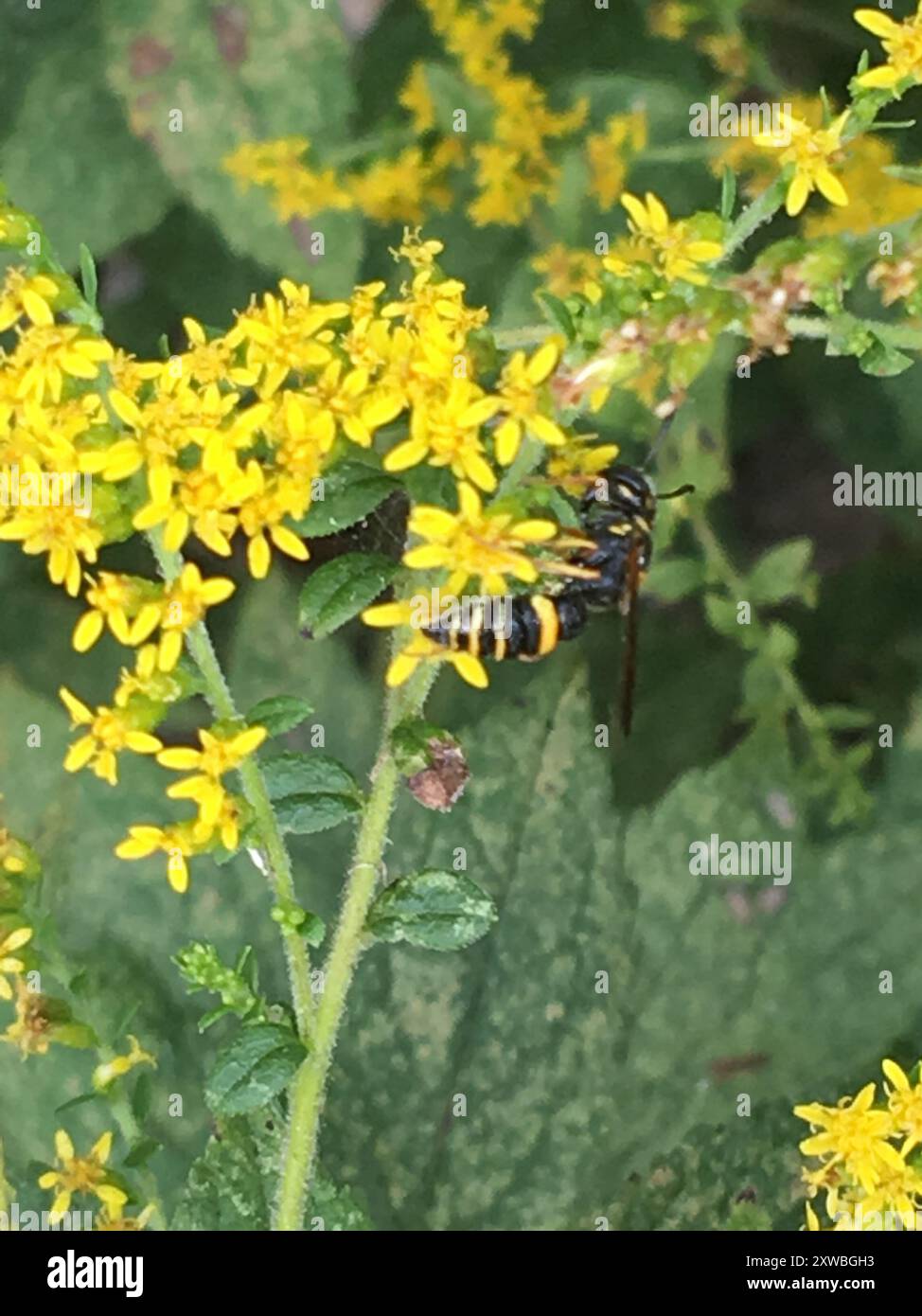 Hump-backed Beewolf (Philanthus gibbosus) Insecta Stock Photo - Alamy