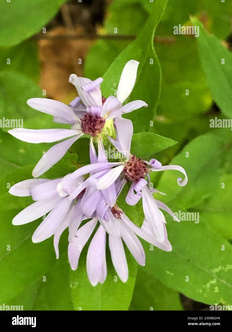 Short's aster (Symphyotrichum shortii) Plantae Stock Photo - Alamy