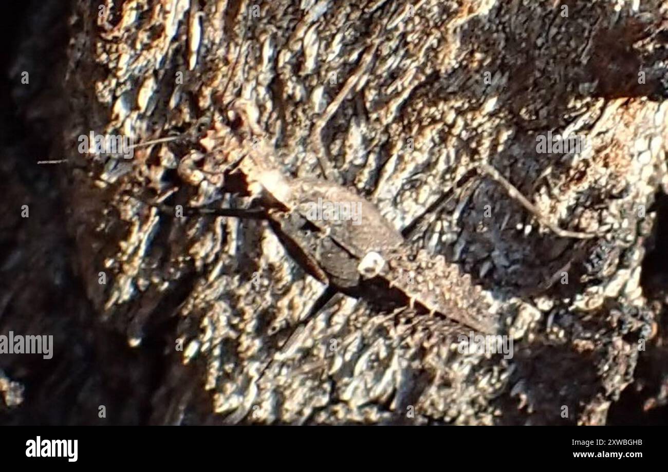 Southern Boxer Bark Mantis (Paraoxypilus tasmaniensis) Insecta Stock ...
