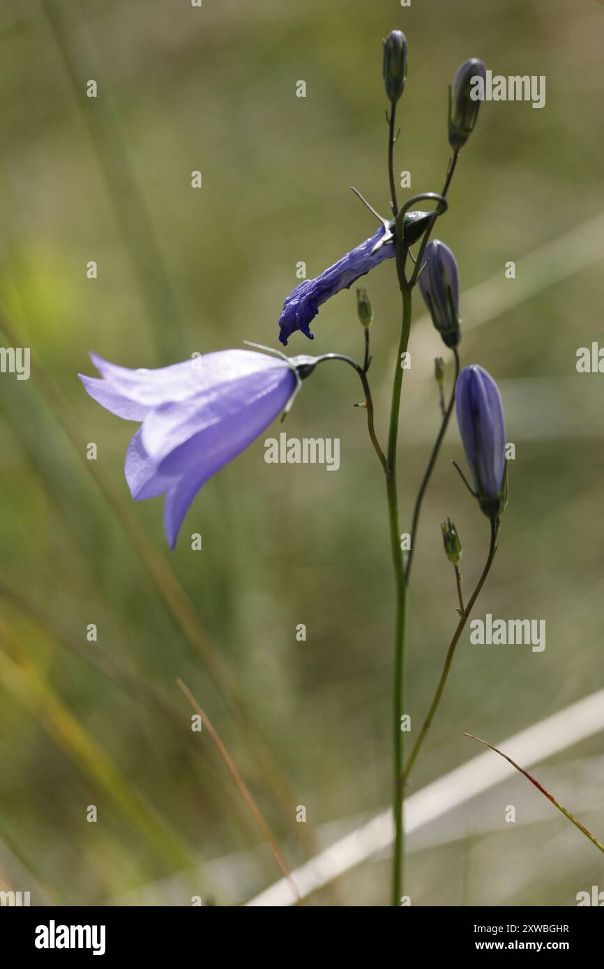 Common Harebell (Campanula rotundifolia) Plantae Stock Photo - Alamy