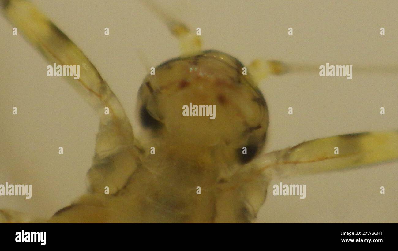 Small Mayflies (Baetidae) Insecta Stock Photo - Alamy