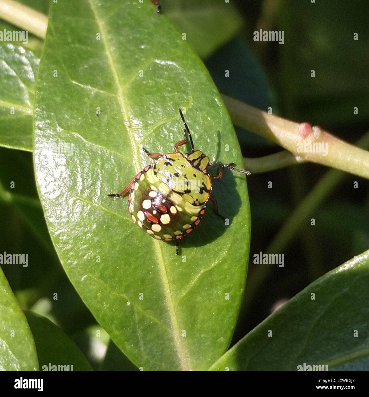 Southern Green Stink Bug (Nezara viridula) Insecta Stock Photo - Alamy