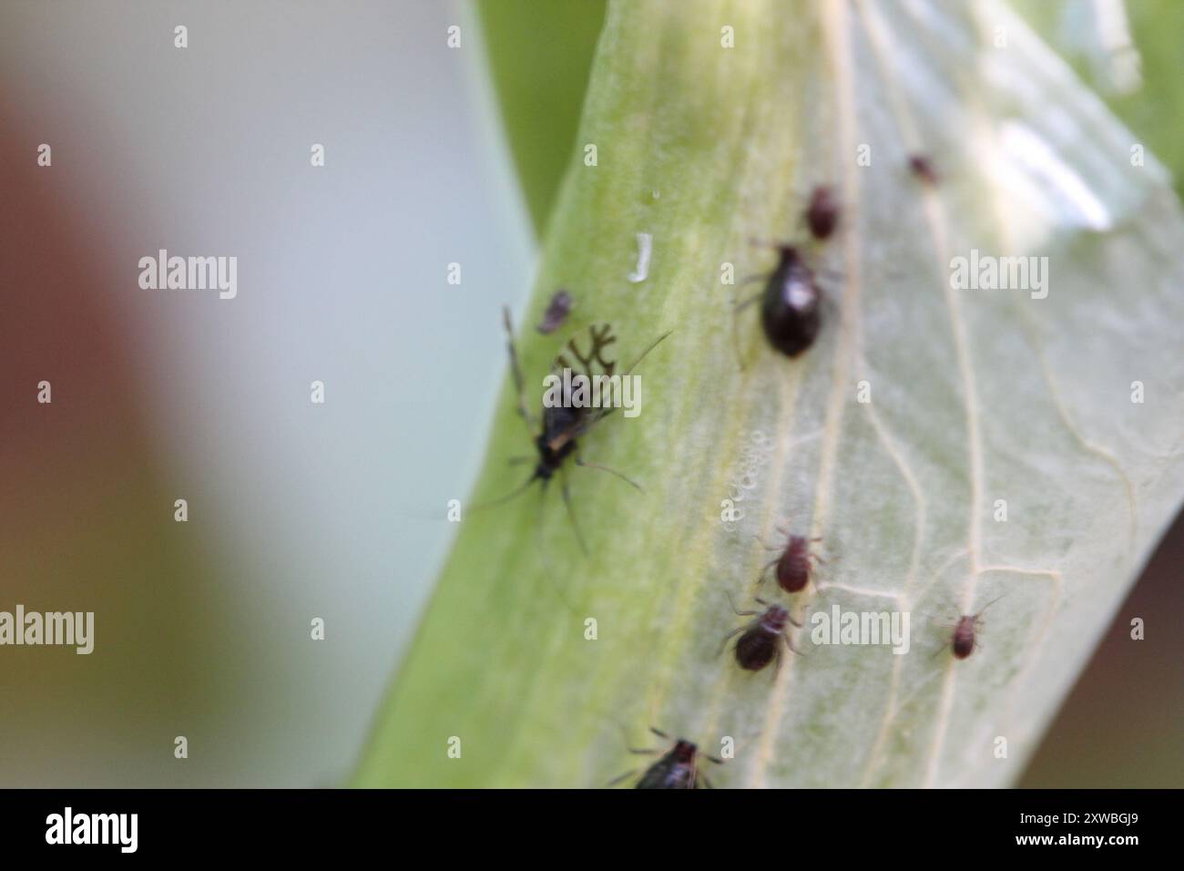 Onion Aphid (Neotoxoptera formosana) Insecta Stock Photo - Alamy