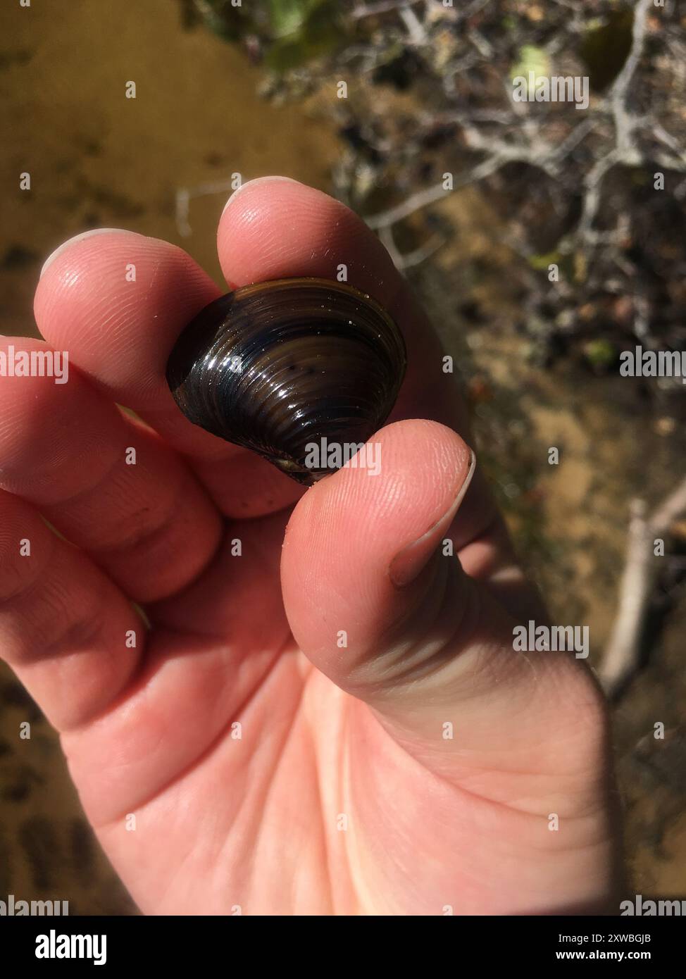 Asian Clam (Corbicula fluminea) Mollusca Stock Photo - Alamy