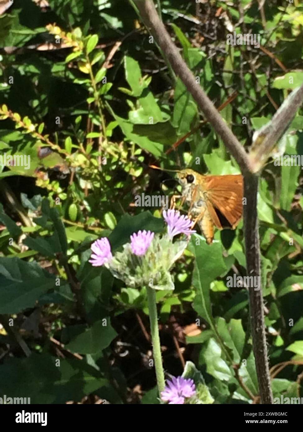 Southern Broken Dash (Polites otho) Insecta Stock Photo - Alamy