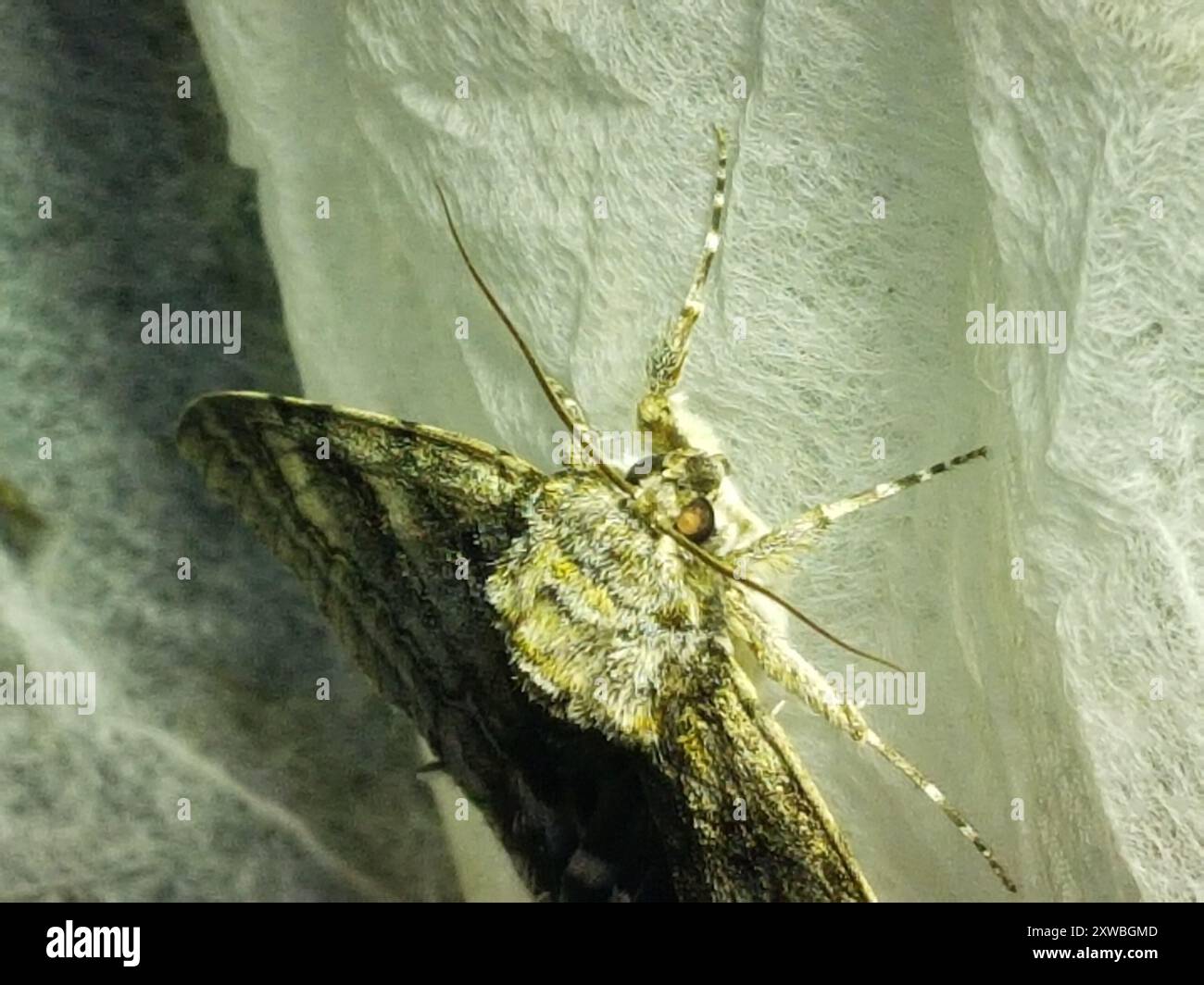 Blue Underwing (Catocala fraxini) Insecta Stock Photo - Alamy