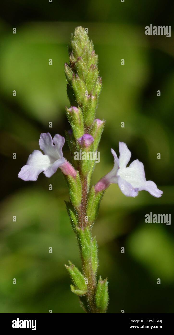 Common vervain (Verbena officinalis) Plantae Stock Photo - Alamy