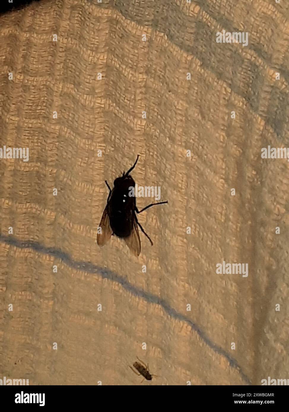 Flies (Diptera) Insecta Stock Photo - Alamy