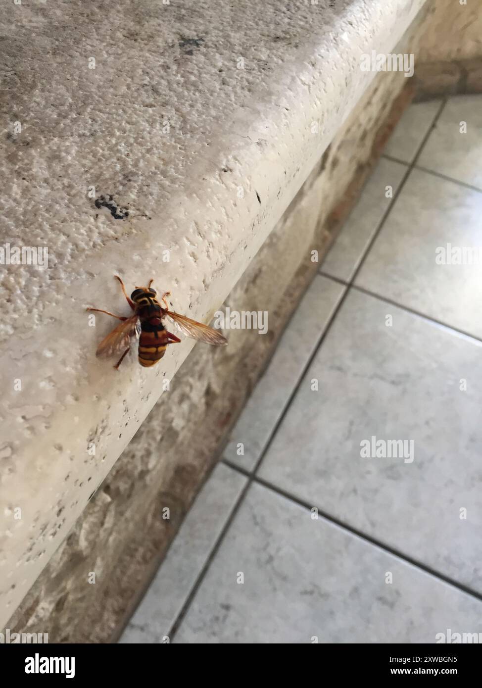 (Milesia crabroniformis) Insecta Stock Photo - Alamy