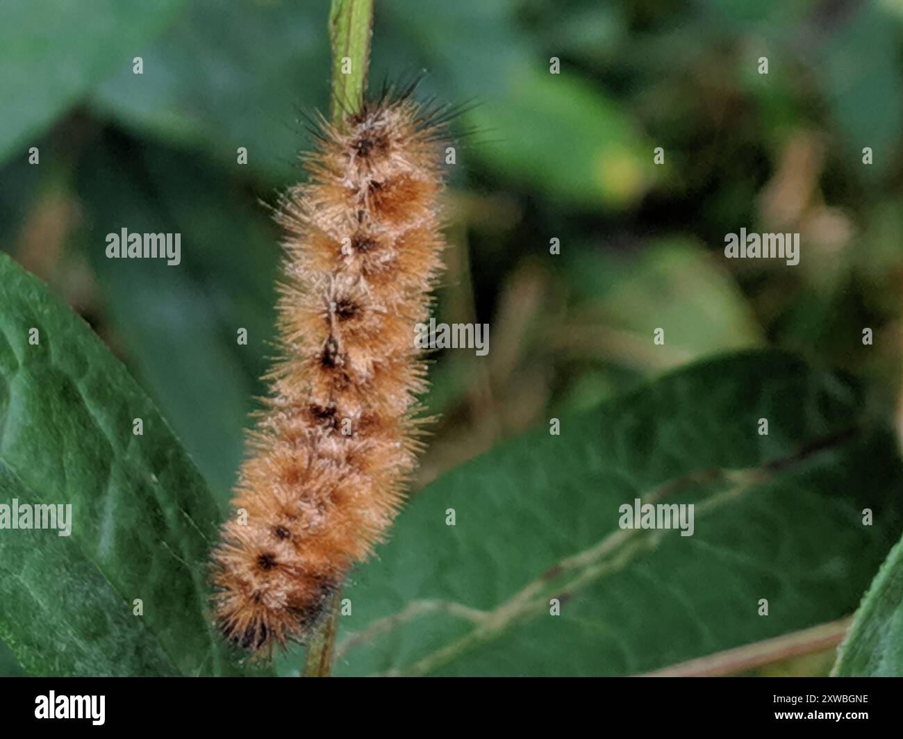 Tiger Moths (Arctiini) Insecta Stock Photo - Alamy