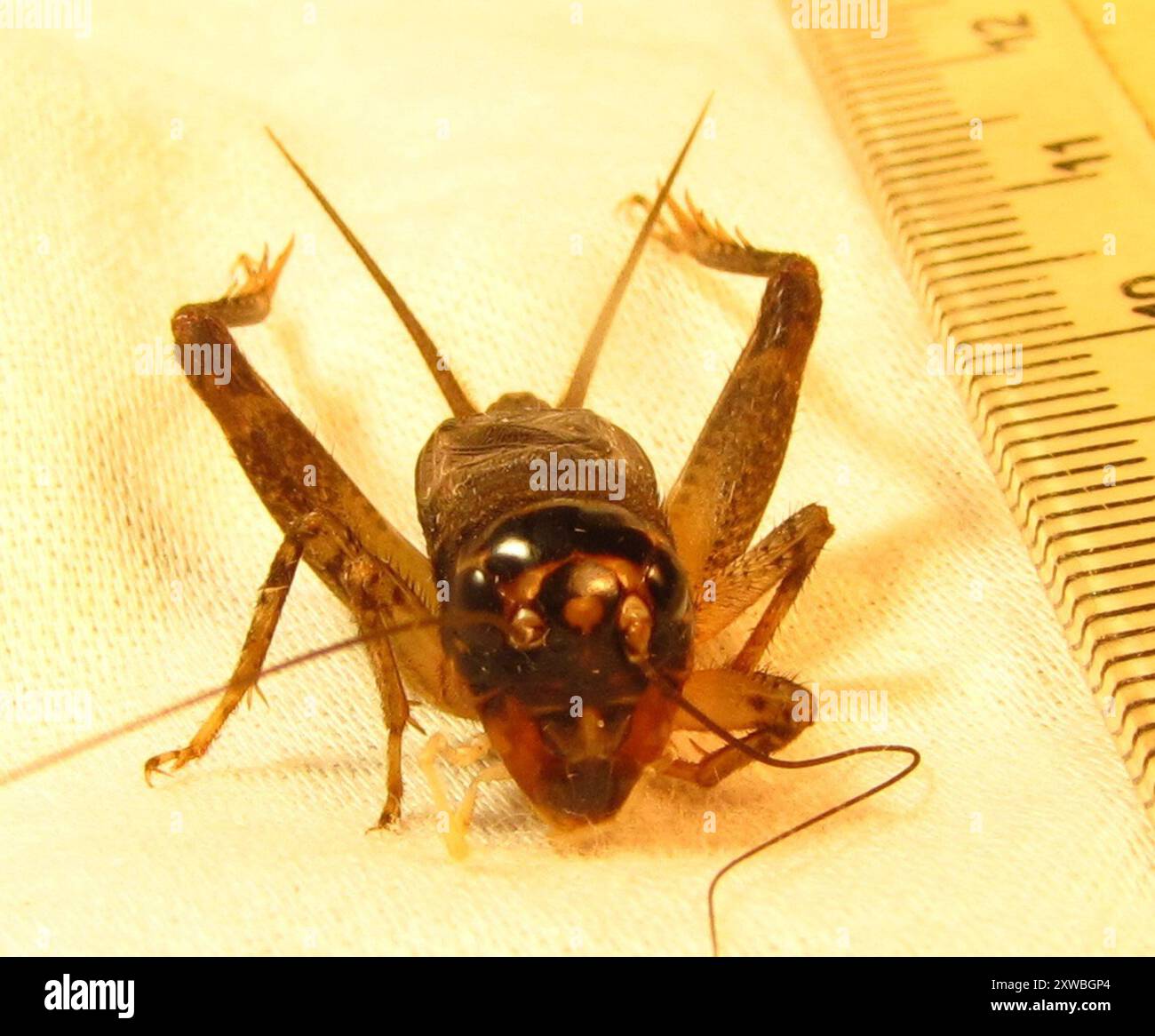 Japanese Burrowing Cricket (Velarifictorus micado) Insecta Stock Photo ...