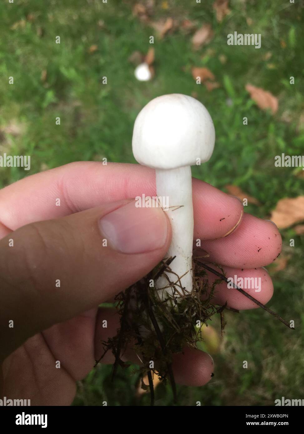 White Dapperling (Leucoagaricus leucothites) Fungi Stock Photo - Alamy
