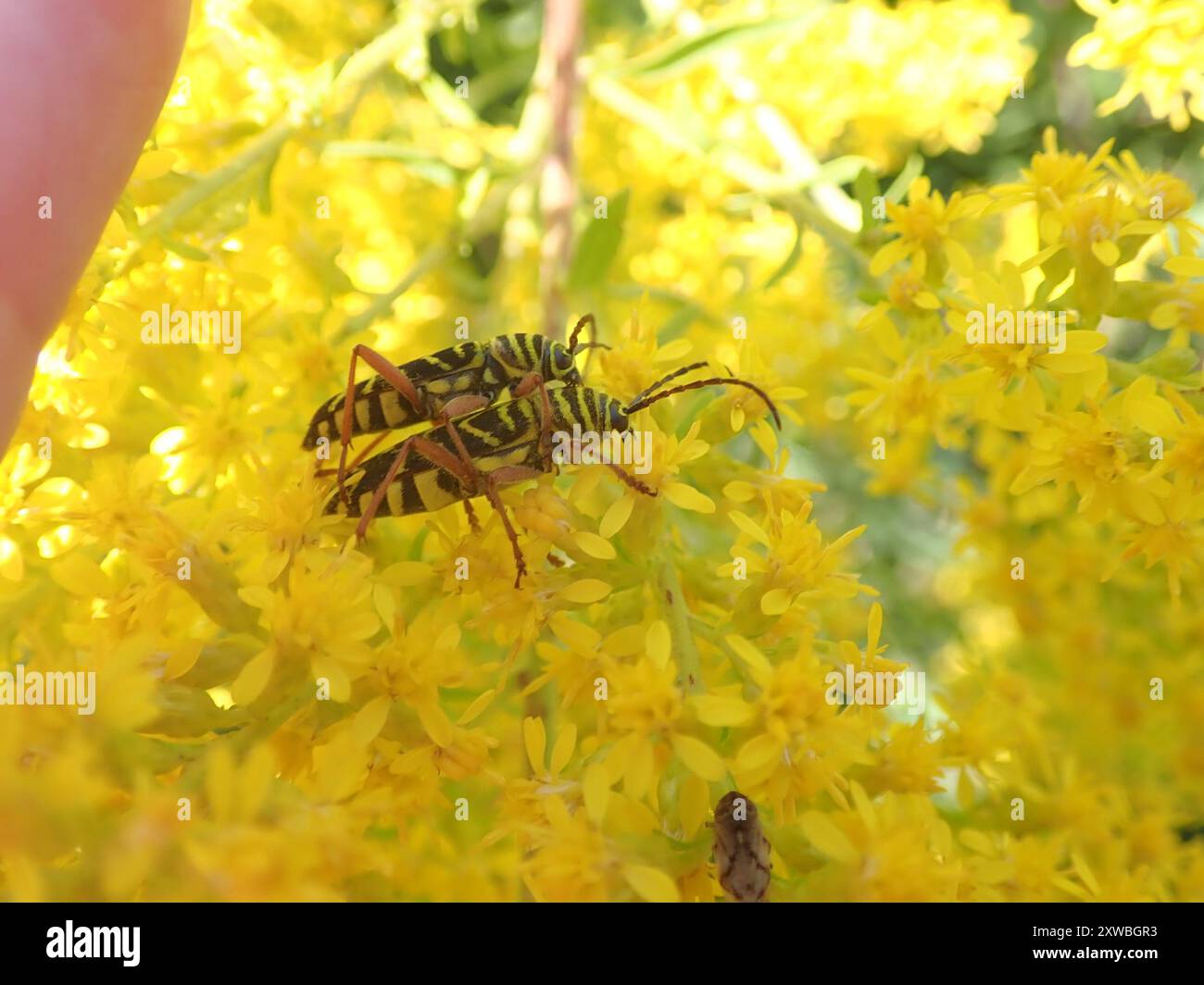 Locust Borer (Megacyllene robiniae) Insecta Stock Photo - Alamy