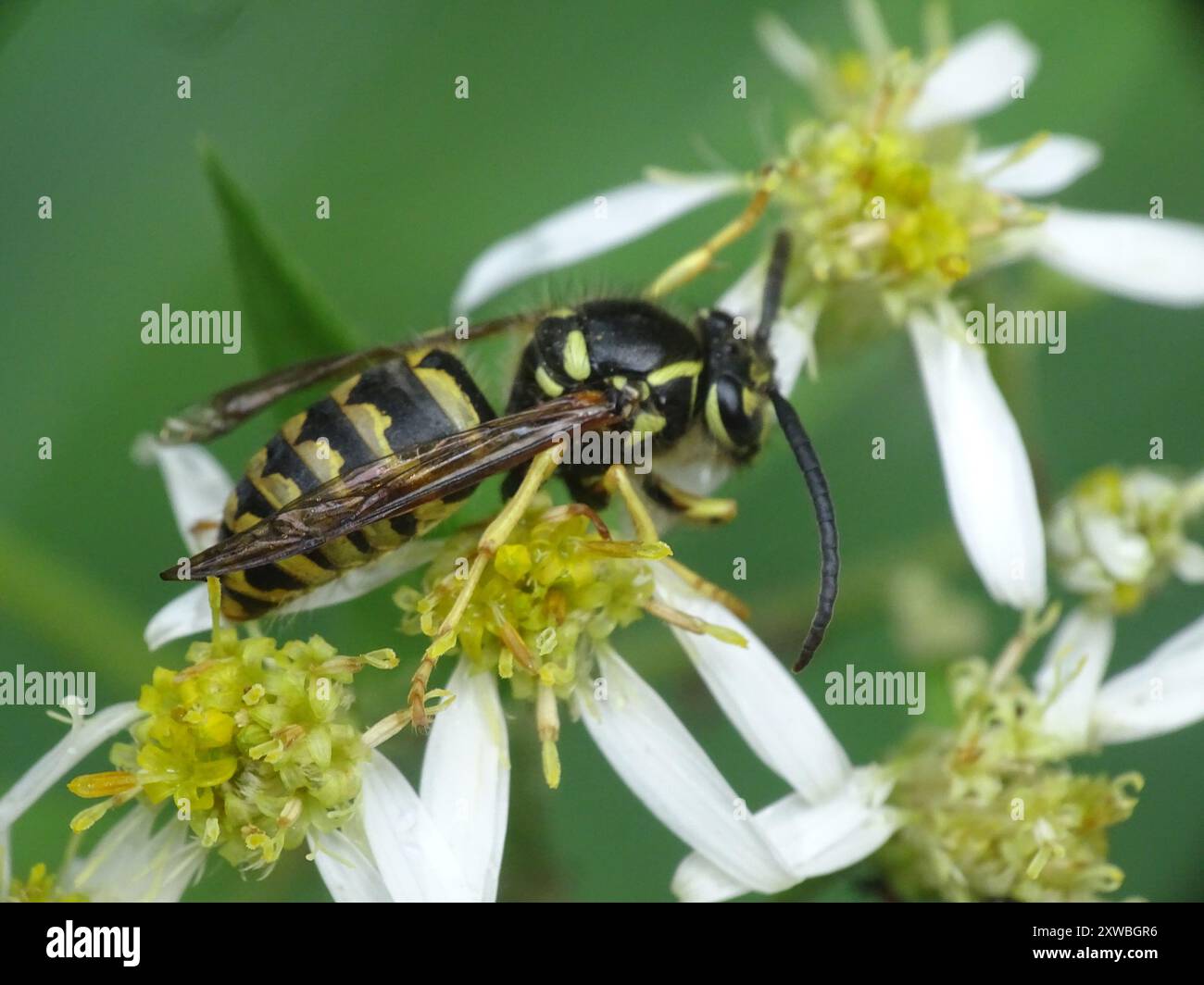 Common Aerial Yellowjacket (Dolichovespula arenaria) Insecta Stock ...