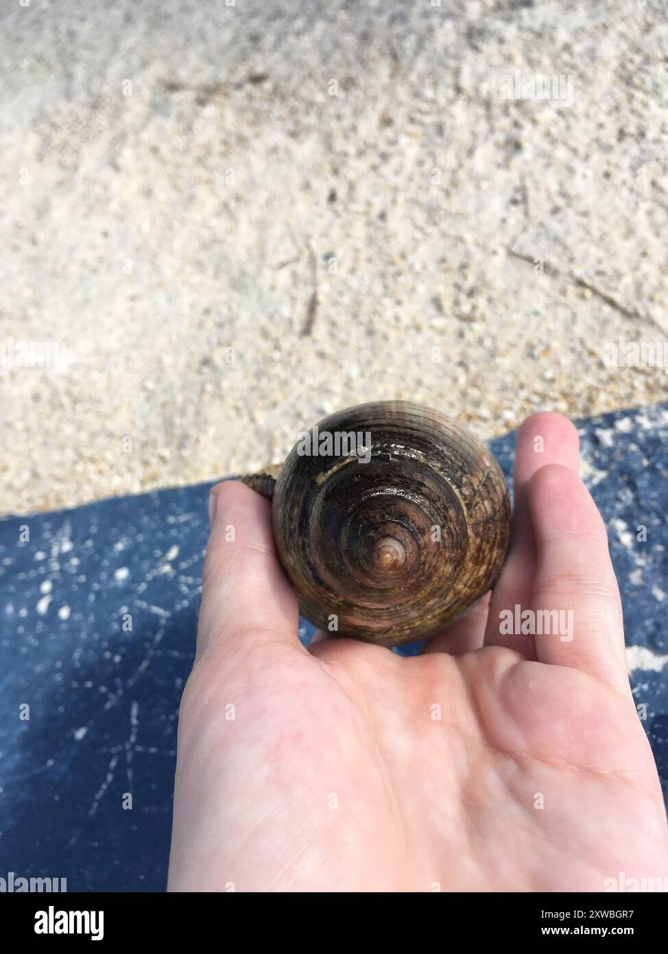 True Tulip (Fasciolaria tulipa) Mollusca Stock Photo - Alamy