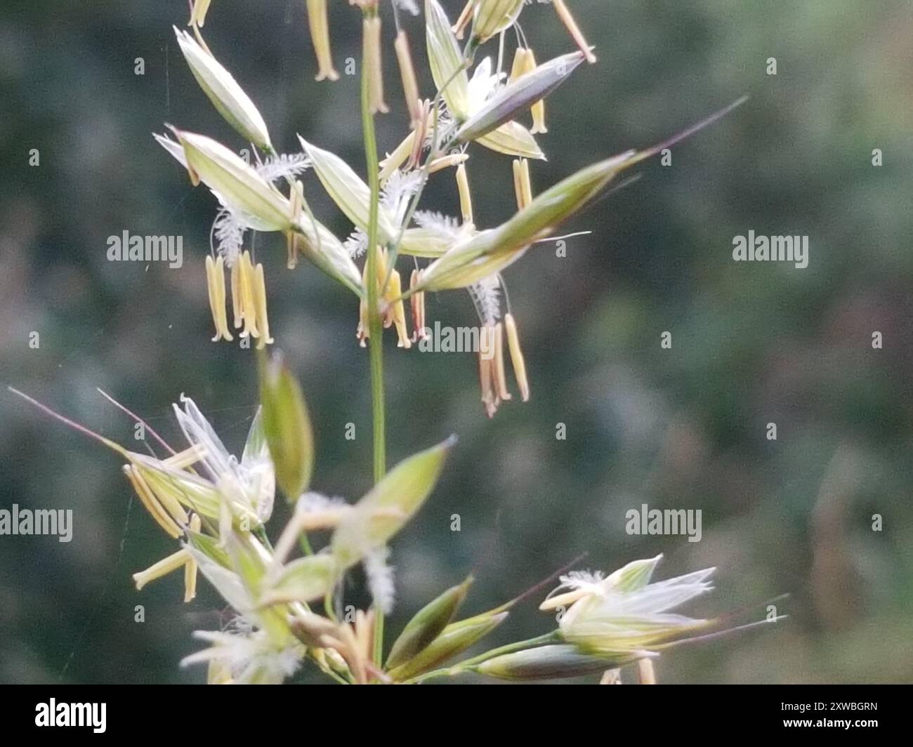 tall oat grass (Arrhenatherum elatius) Plantae Stock Photo - Alamy