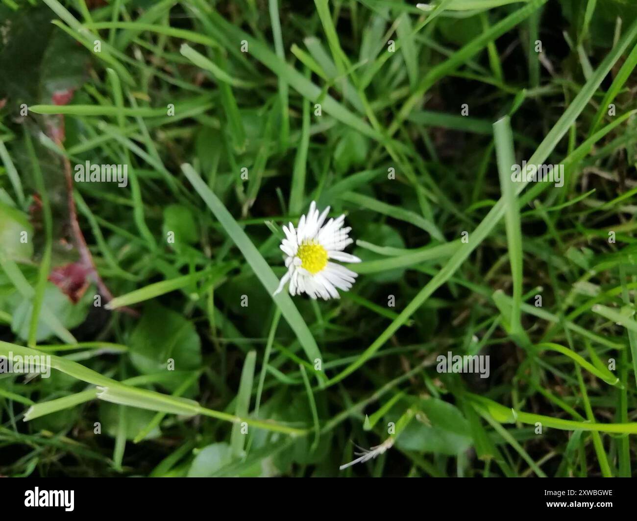 Lawn daisy (Bellis perennis) Plantae Stock Photo - Alamy