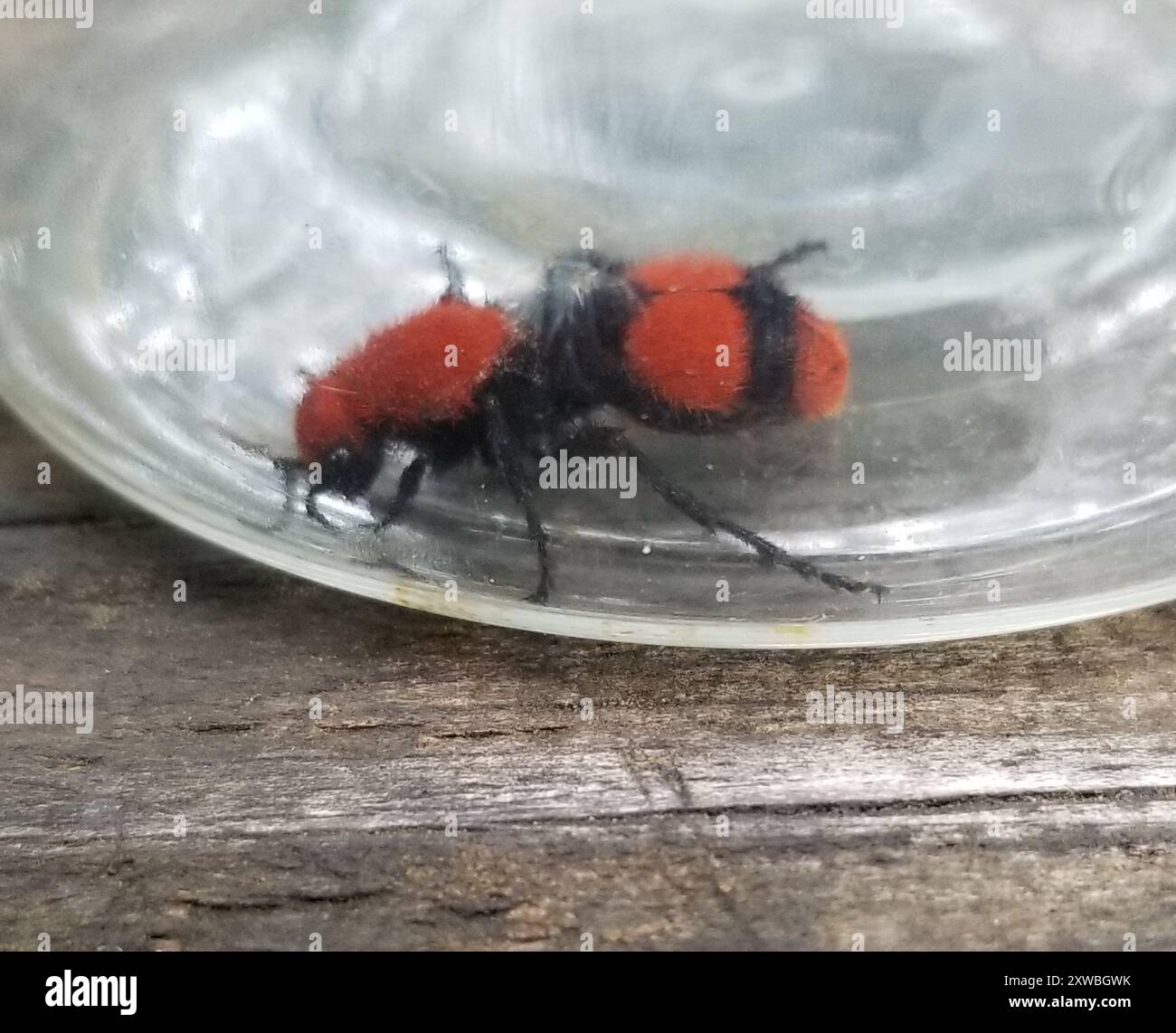 Common Eastern Velvet Ant (Dasymutilla occidentalis) Insecta Stock ...
