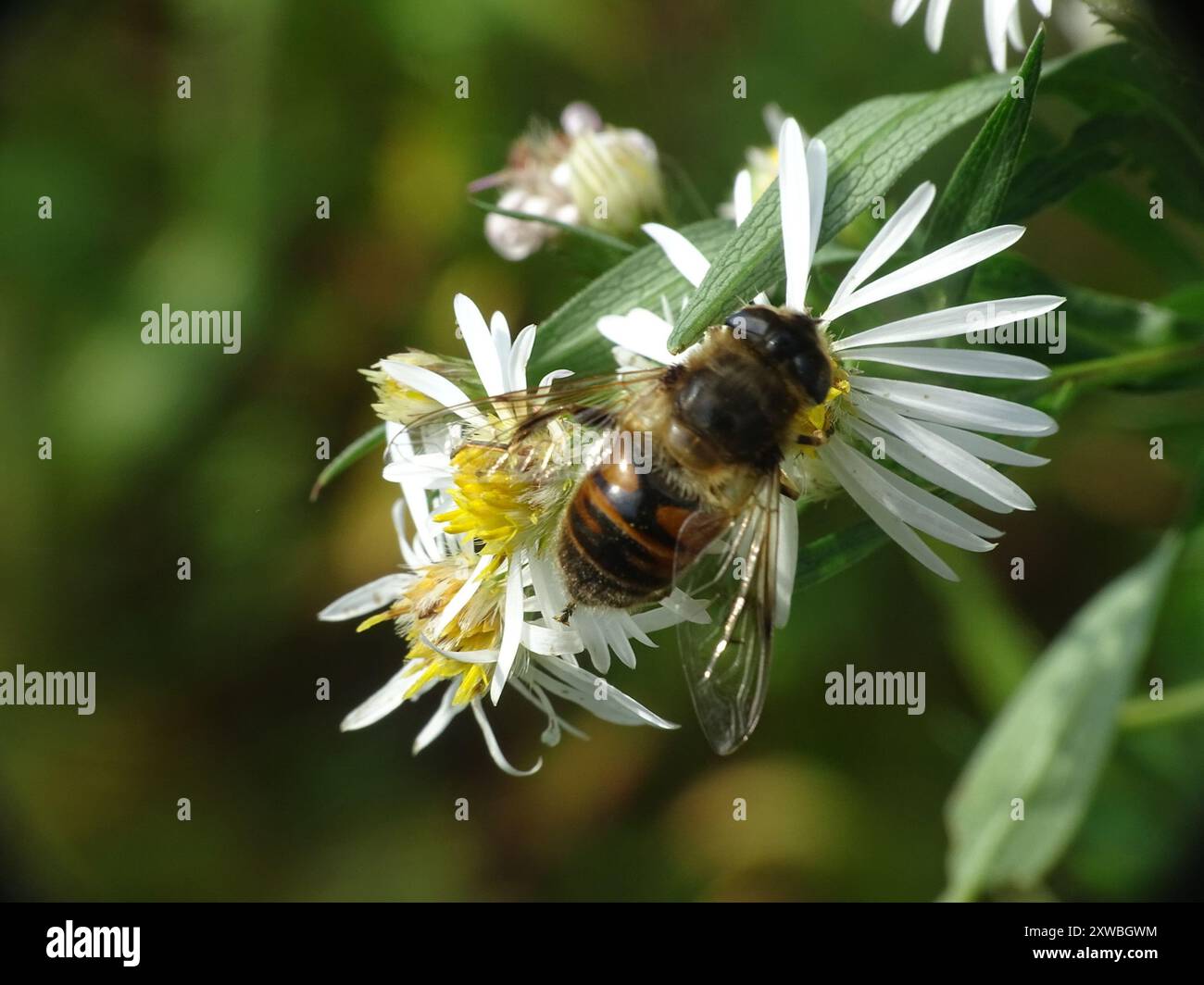 Common Drone Fly (Eristalis tenax) Insecta Stock Photo - Alamy