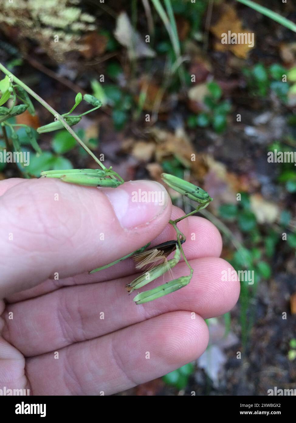 tall rattlesnake root (Nabalus altissimus) Plantae Stock Photo - Alamy
