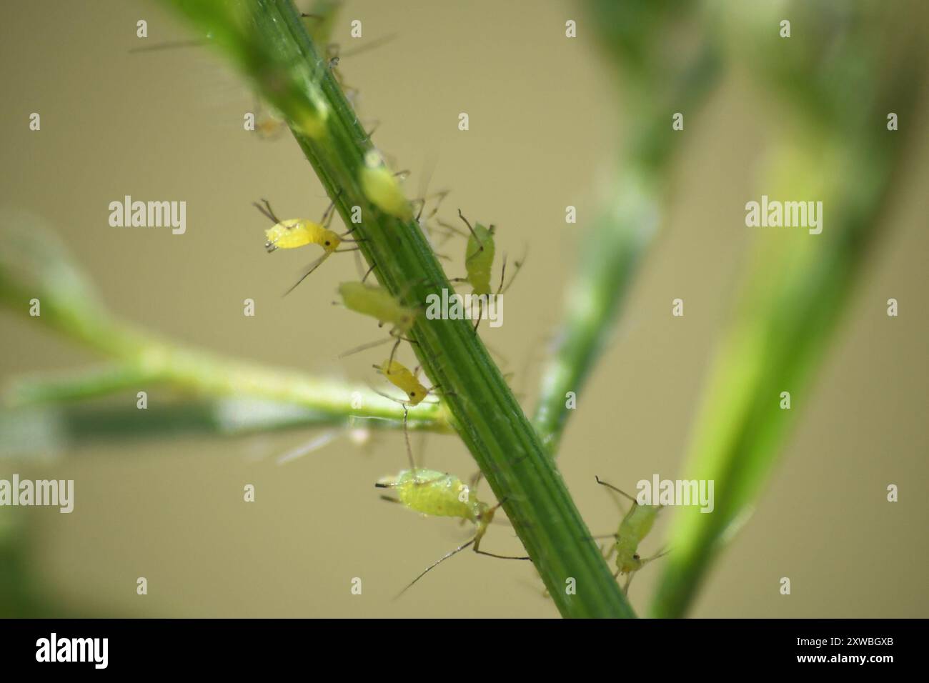 Large Daisy Aphids (Uroleucon) Insecta Stock Photo - Alamy