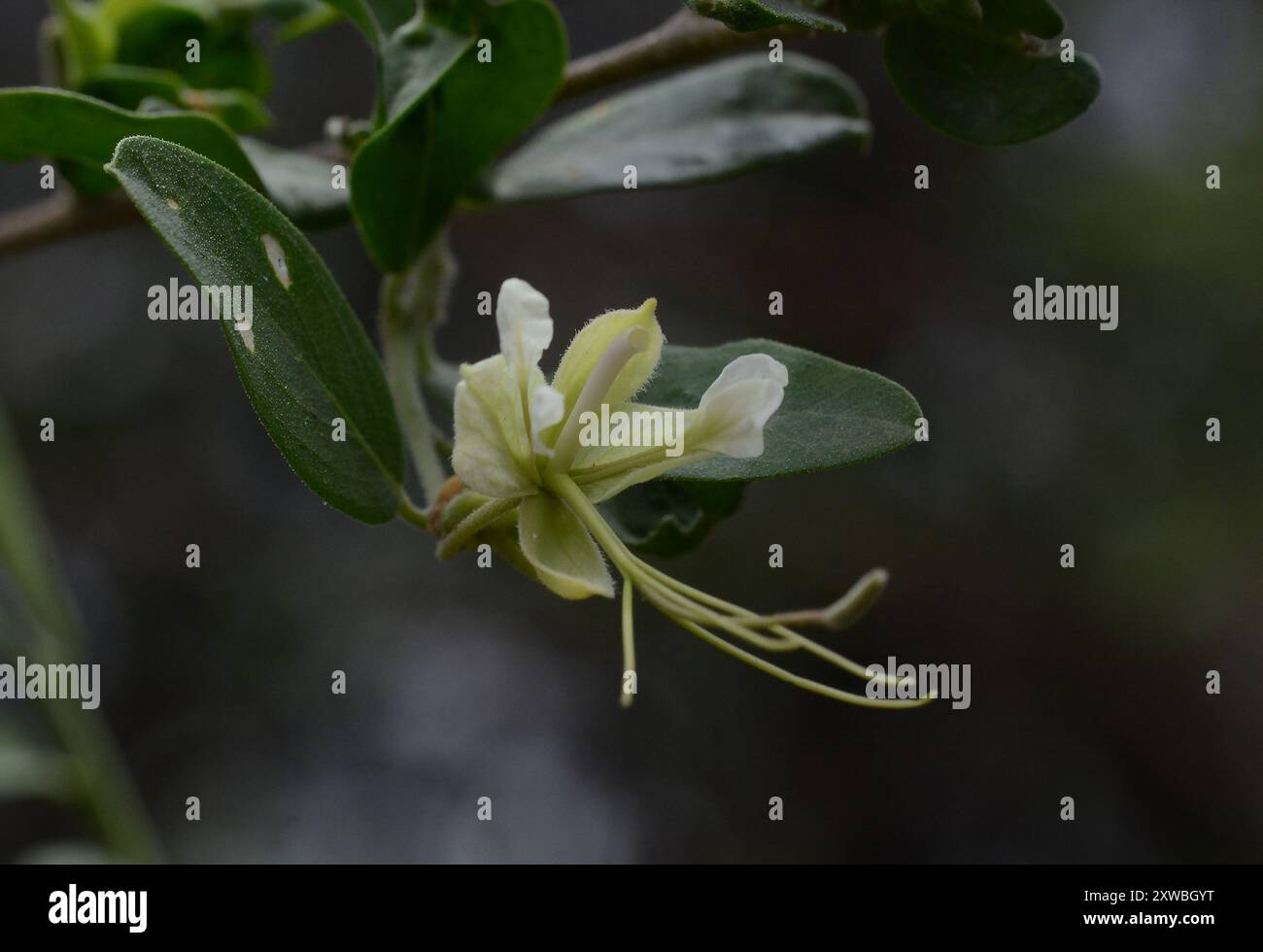 (Cadaba fruticosa) Plantae Stock Photo - Alamy