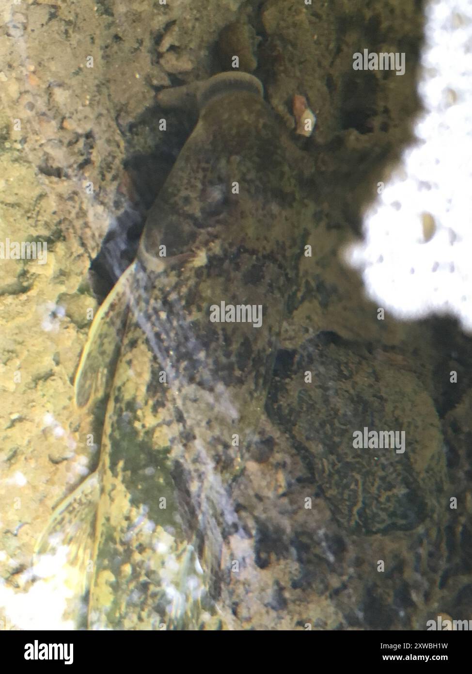 Northern Hog Sucker (Hypentelium nigricans) Actinopterygii Stock Photo ...