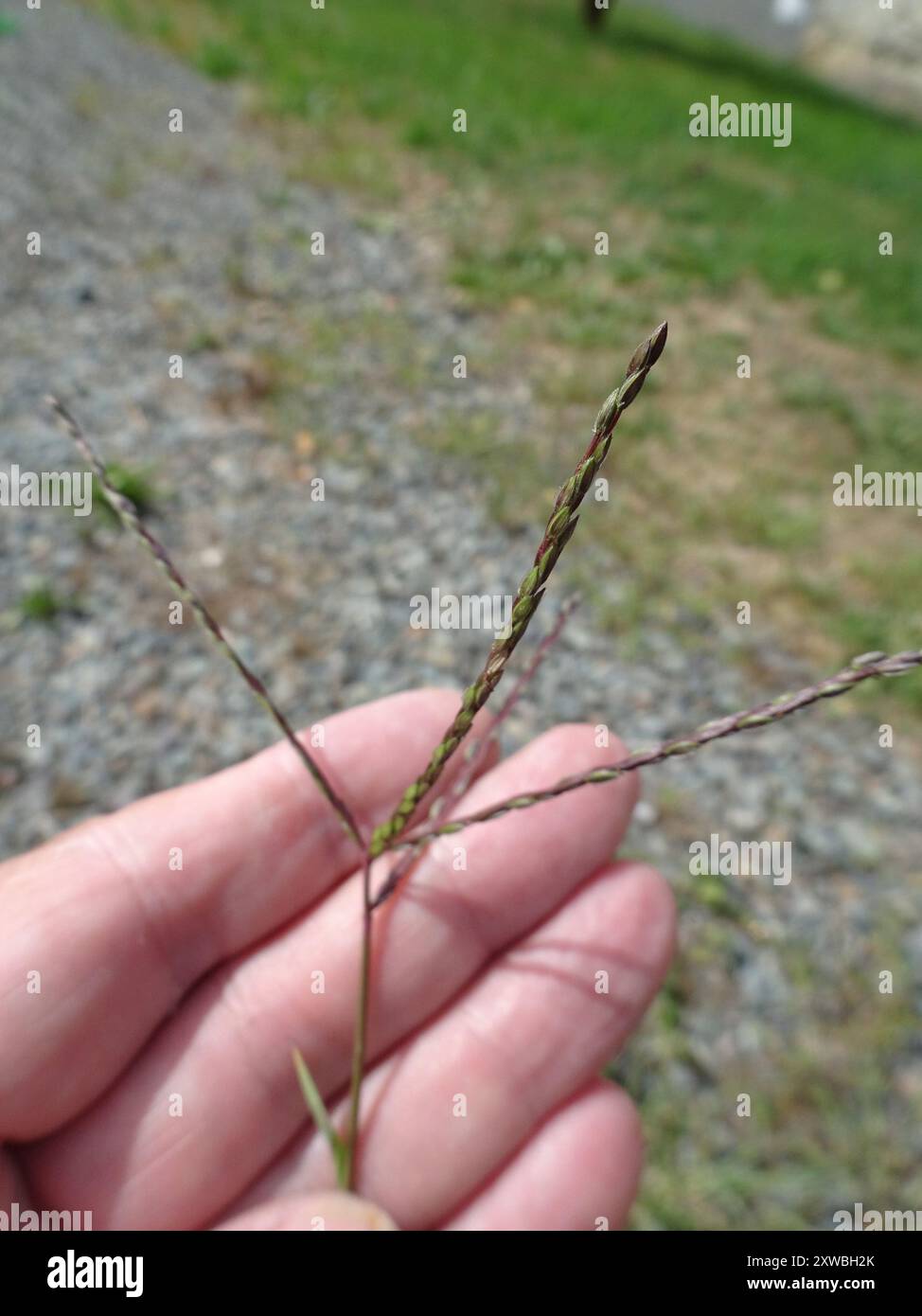 Hairy Crabgrass (Digitaria sanguinalis) Plantae Stock Photo - Alamy