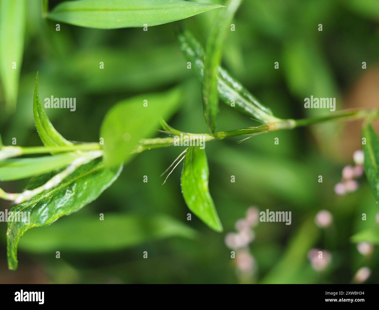 low smartweed (Persicaria longiseta) Plantae Stock Photo - Alamy
