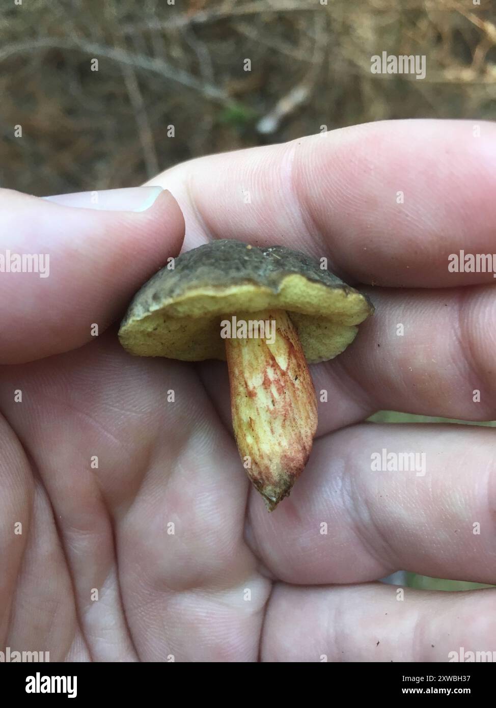 Red-cracking Bolete (Xerocomellus chrysenteron) Fungi Stock Photo - Alamy