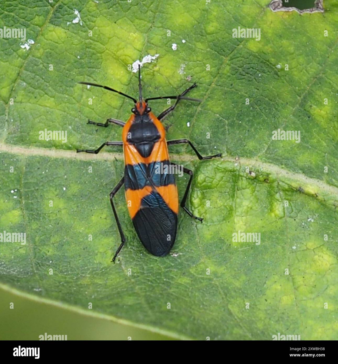 Large Milkweed Bug (Oncopeltus fasciatus) Insecta Stock Photo - Alamy