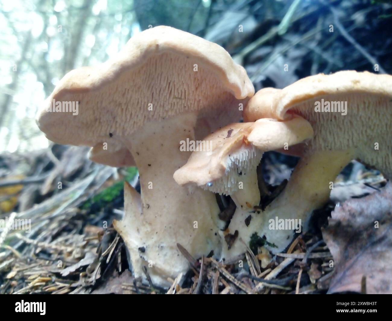 Wood Hedgehog (Hydnum repandum) Fungi Stock Photo - Alamy