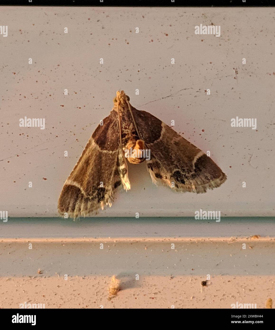 Meal moth (Pyralis farinalis) Insecta Stock Photo - Alamy