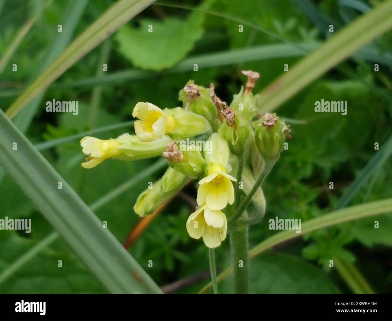 Oxlip (Primula elatior) Plantae Stock Photo - Alamy