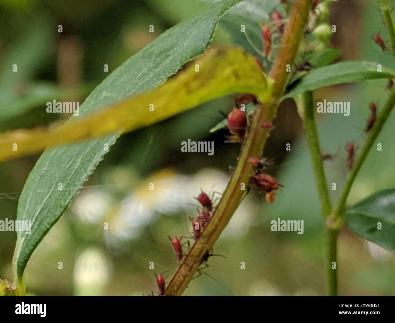 Large Daisy Aphids (Uroleucon) Insecta Stock Photo - Alamy