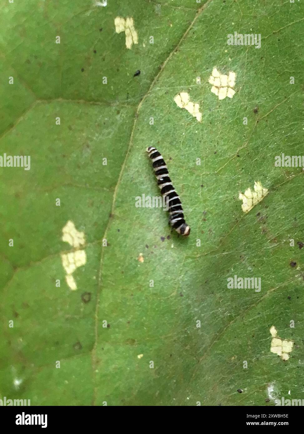 Redbud Leaffolder Moth (Fascista cercerisella) Insecta Stock Photo - Alamy