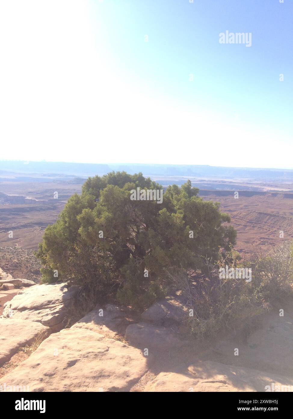 Utah Juniper (Juniperus osteosperma) Plantae Stock Photo - Alamy