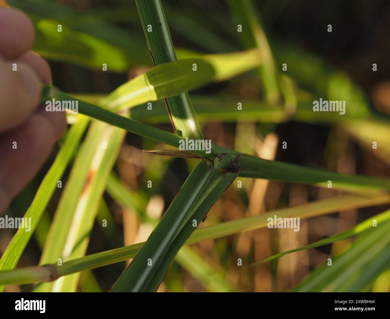 Johnson grass (Sorghum halepense) Plantae Stock Photo - Alamy