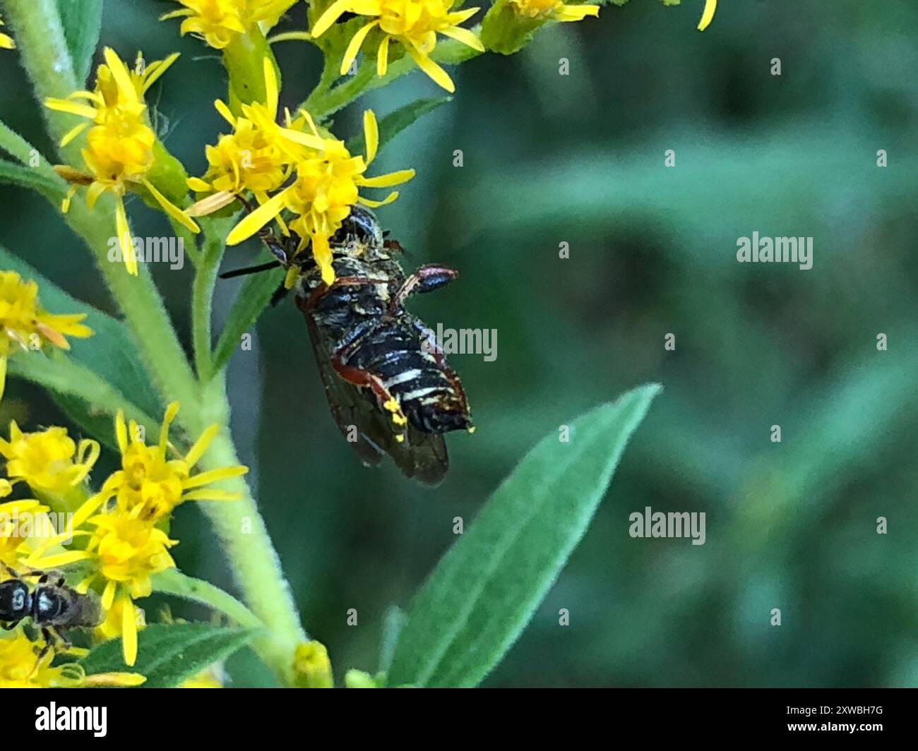 Sharptail Bees (Coelioxys) Insecta Stock Photo - Alamy