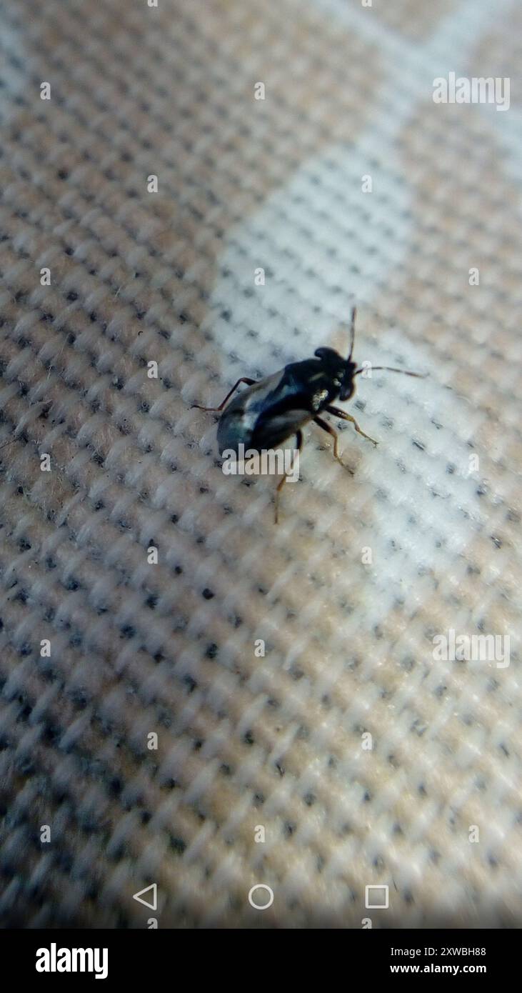 (Geocoris lineola) Insecta Stock Photo - Alamy