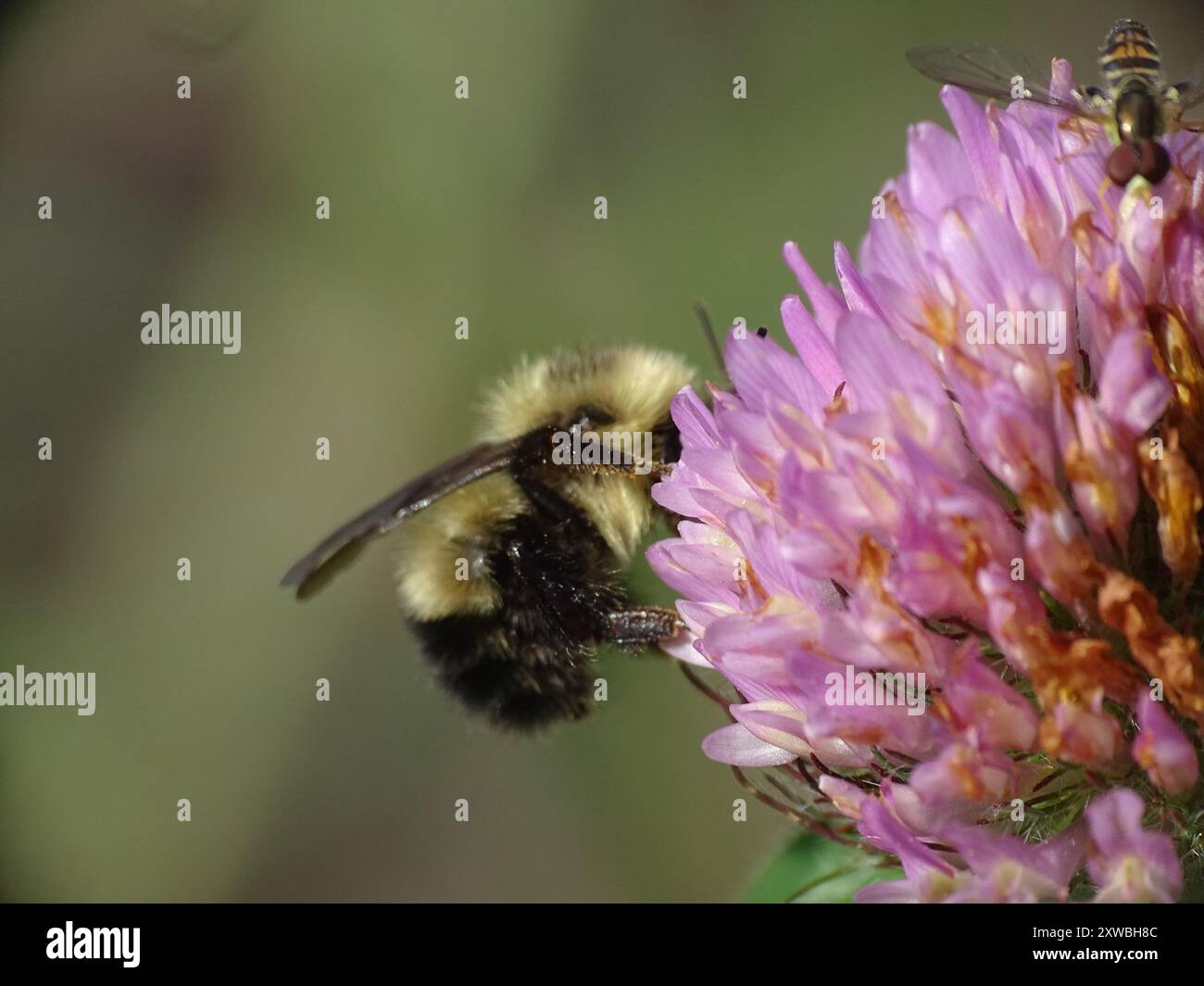 Half-black Bumble Bee (Bombus vagans) Insecta Stock Photo - Alamy