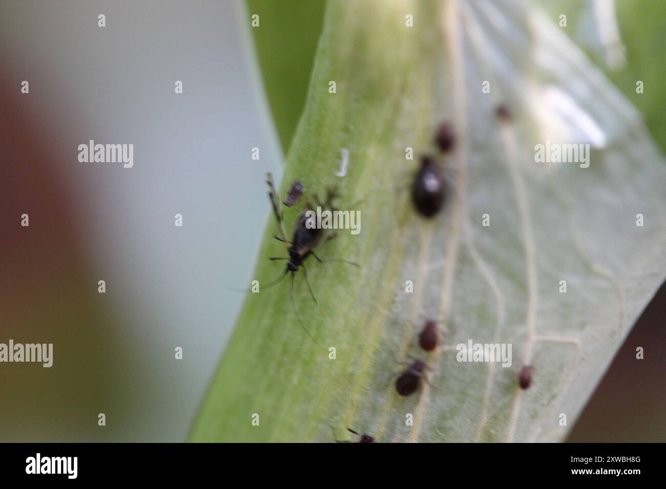 Onion Aphid (Neotoxoptera formosana) Insecta Stock Photo - Alamy