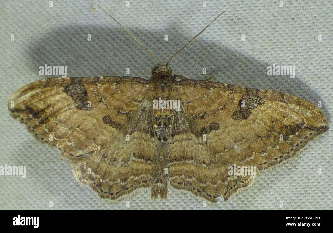 Gem Moth (Orthonama obstipata) Insecta Stock Photo - Alamy