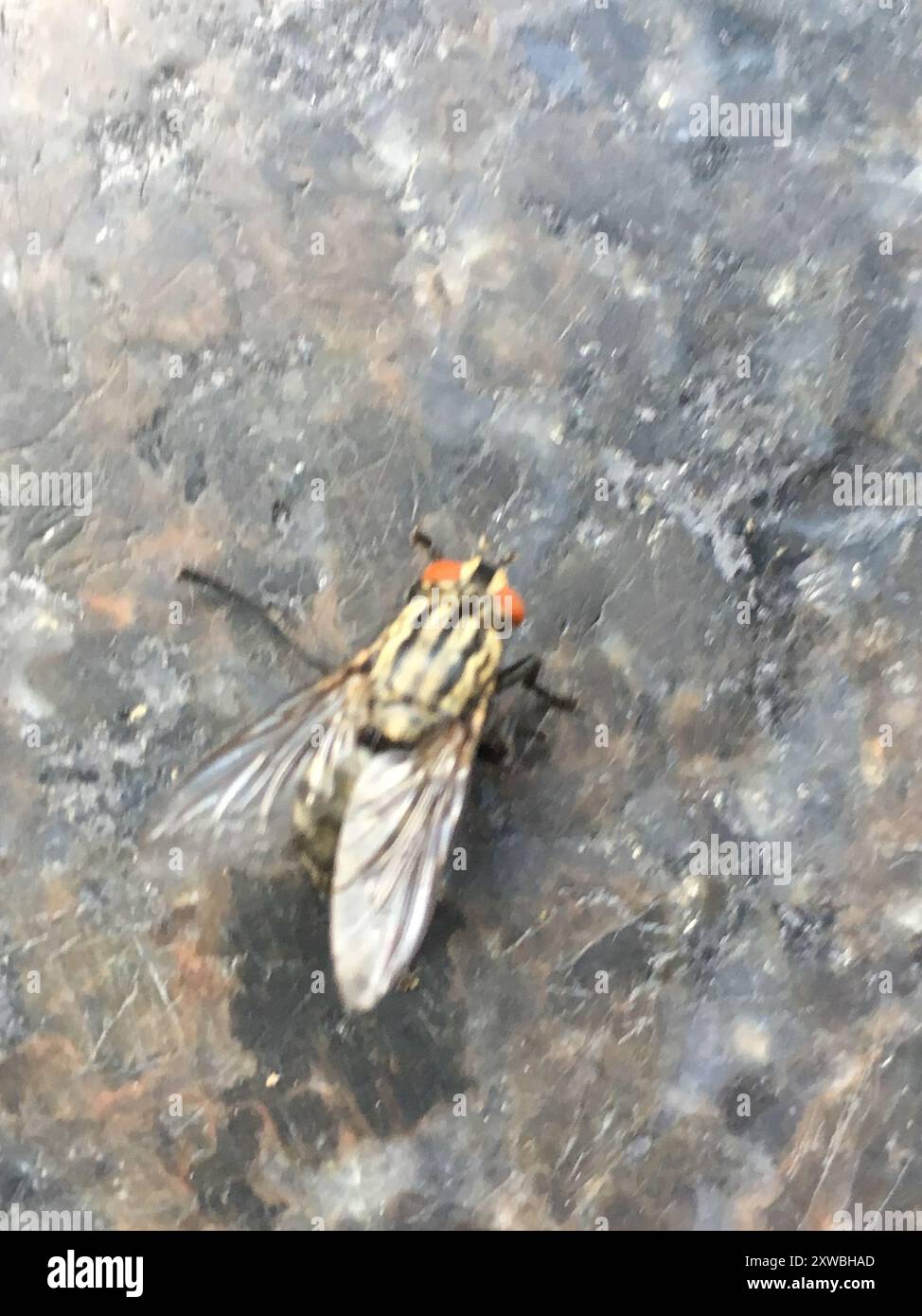 Common Flesh Flies (Sarcophaga) Insecta Stock Photo - Alamy