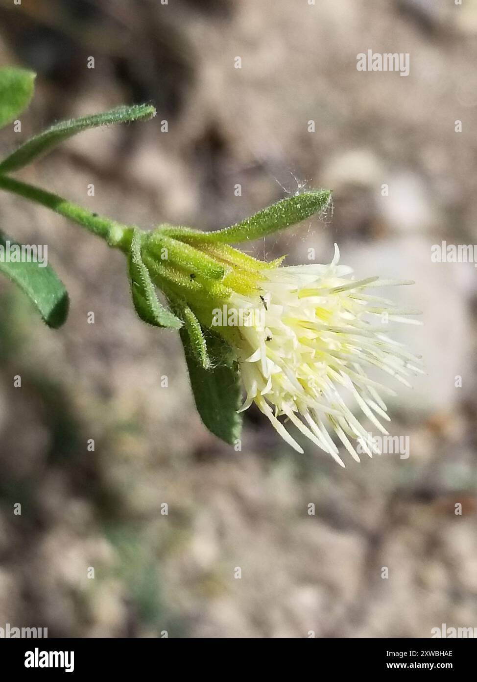 False Boneset (Brickellia eupatorioides) Plantae Stock Photo - Alamy