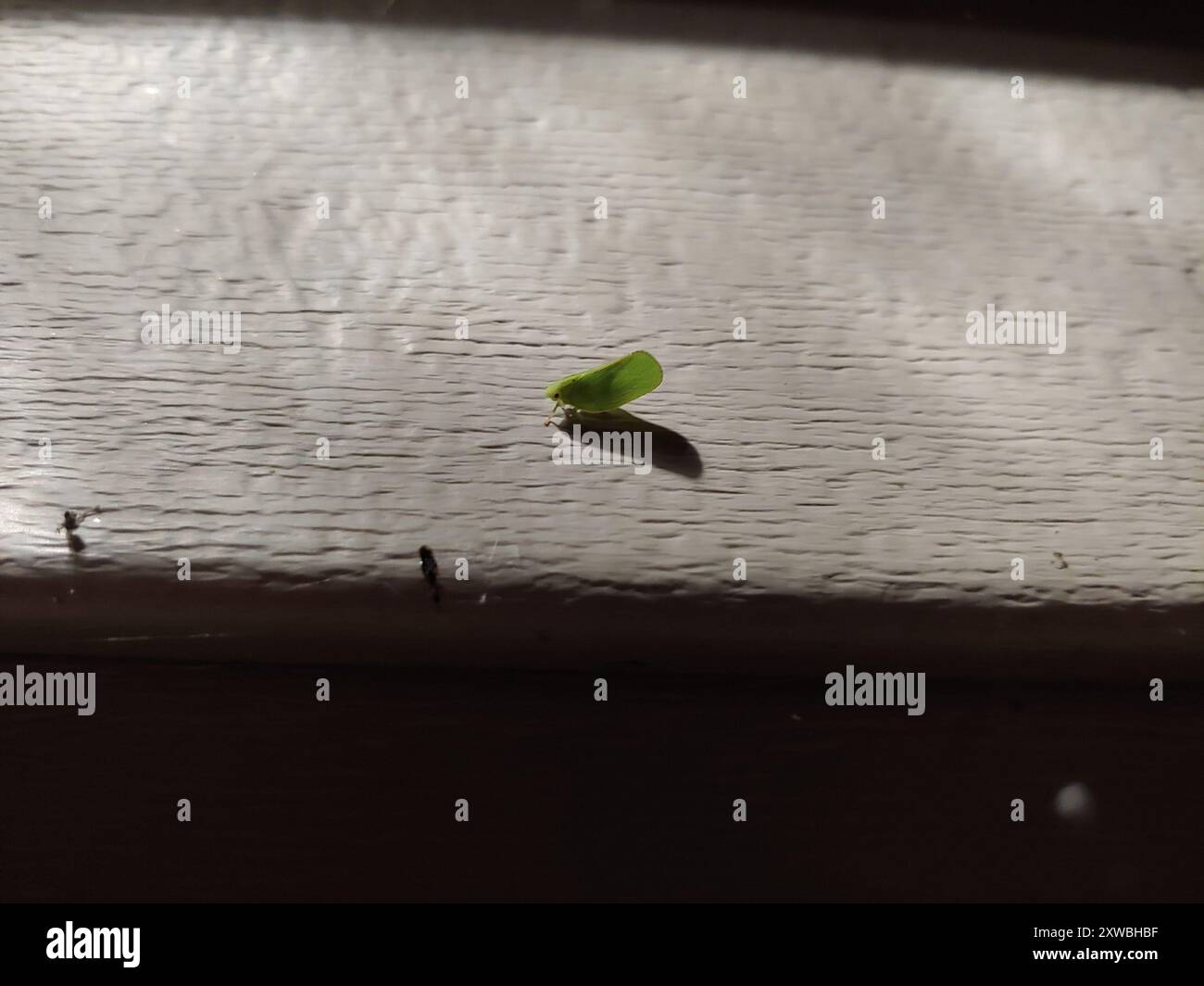Green Cone-headed Planthopper (Acanalonia conica) Insecta Stock Photo ...