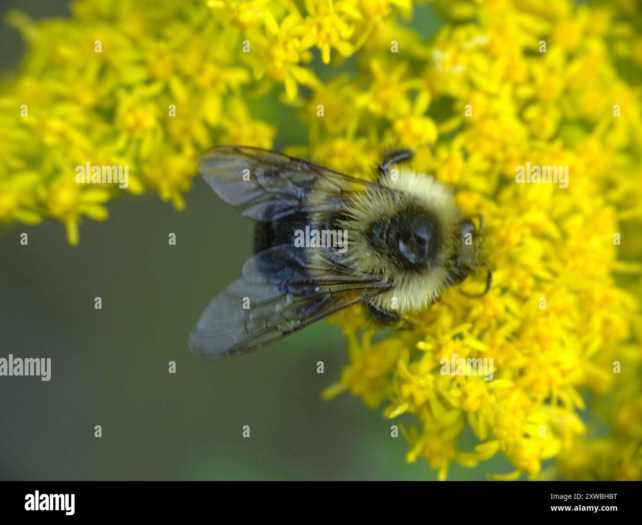 Common Eastern Bumble Bee (Bombus impatiens) Insecta Stock Photo - Alamy